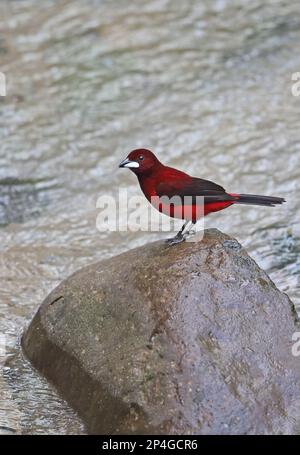 Red-mantled Tanager (Ramphocelus dimidiatus dimidiatus), adult male ...