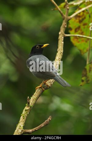 Yellow-legged Thrush (Turdus flavipes venezuelensis) at ProAves El ...