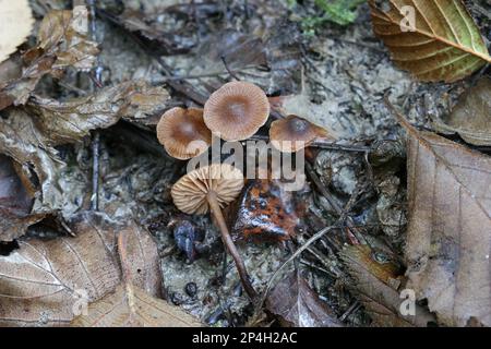 Naucoria celluloderma, also called Alnicola celluloderma, aldercap ...