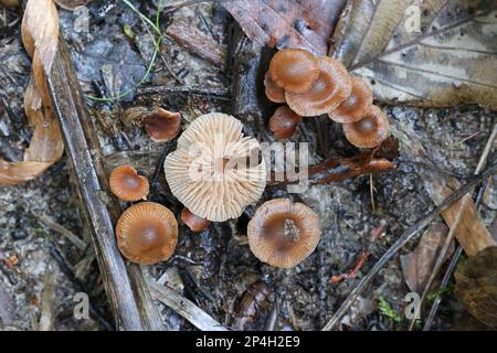 Naucoria celluloderma, also called Alnicola celluloderma, aldercap ...