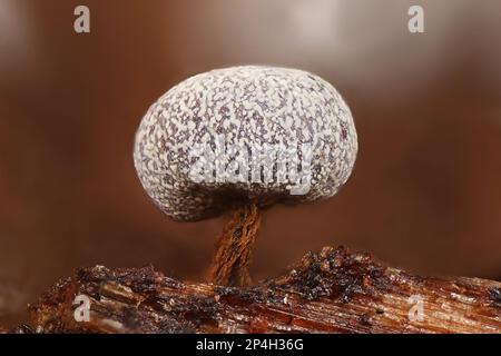 Physarum leucophaeum, a slime mold from Finland, microscope image of ...