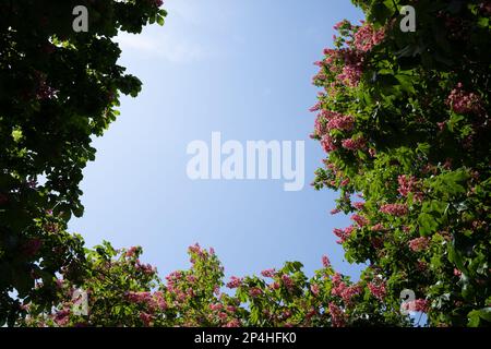 Pink chestnut flower against blue sky. Spring in the city Stock Photo ...