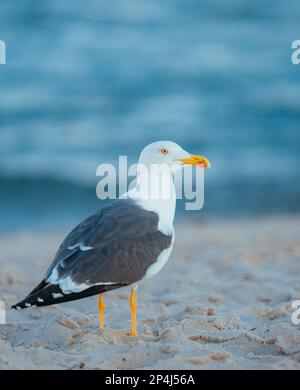 Florida Miami Beach Seagull on the beach Stock Photo - Alamy