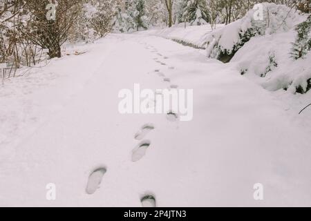 Foot marks in the snow in a garden Stock Photo - Alamy