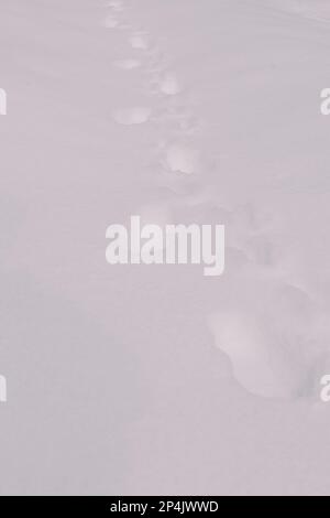 Foot marks in the snow in a garden Stock Photo - Alamy