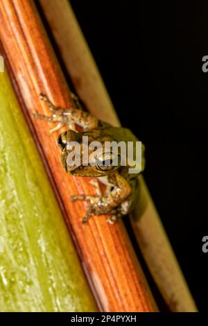 Boophis doulioti, endemic species of frog in the family Mantellidae ...