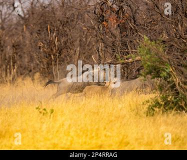 Lion pride going for a kill of a gnu Stock Photo - Alamy
