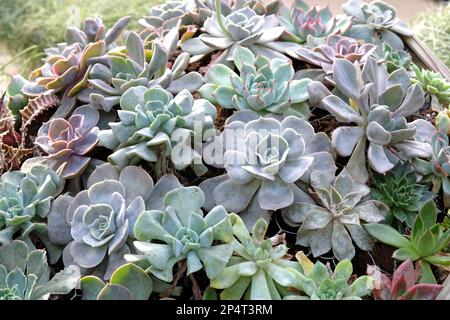 Rosettes of the Echeveria elegans succulent plants Stock Photo - Alamy