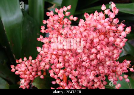 The pink berries of the Aechmea ramosa plant Stock Photo - Alamy