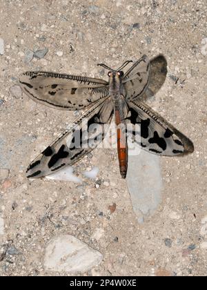 Large Adult Antlion (Palpares immensus) adult with wings extended ...