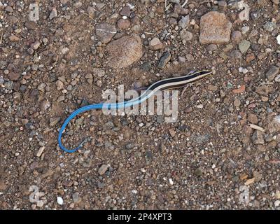 Dwarf Plated Lizard (Cordylosaurus subtessellatus), Namib Desert ...