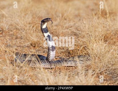 Kunene Shield Cobra (Aspidelaps lubricus cowlesi) in aggressive posture ...