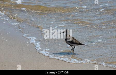 A Dunlin is walking on the beach. Also known as a Red-backed Sandpiper ...