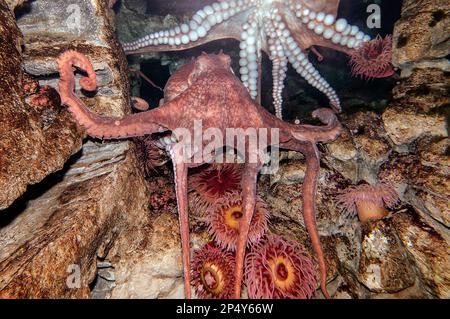 Giant pacific octopus full body view Stock Photo - Alamy