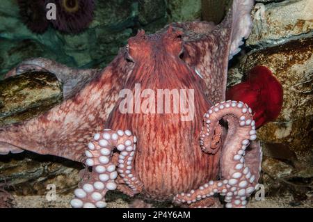Giant pacific octopus full body view, 2 shot Stock Photo - Alamy