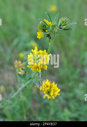 Alfalfa sickle (Medicago falcata) blooms in nature Stock Photo - Alamy