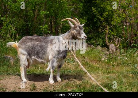 A cute feeding goat in gray and orange color grazing in the meadow ...