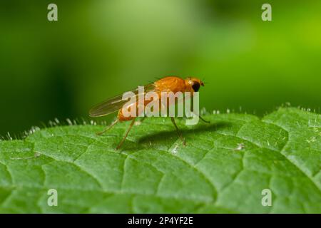 Ptecticus trivittatus - soldier fly is a family of Stratiomyidae Stock ...