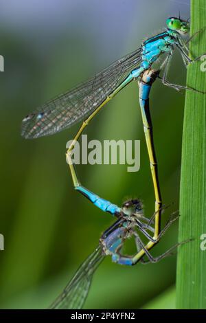 Two dragonflies Zygoptera mate, Odonata is an order of carnivorous insects, encompassing the ...