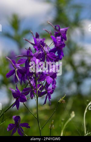 Field larkspur, common field larkspur, field larkspur, Consolida ...