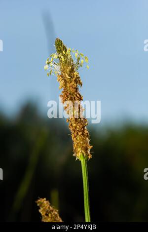 Plantago lanceolata, Ribwort plantain, known as Buckhorn plantain ...