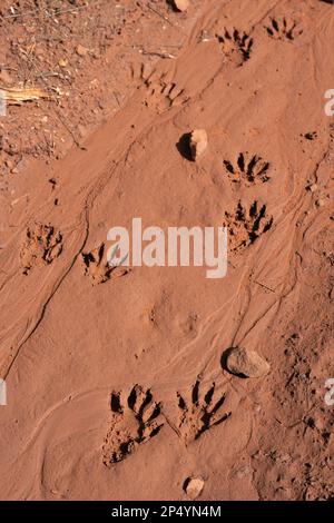 Raccoon prints in red clay mud in Sedona, Arizona Stock Photo - Alamy