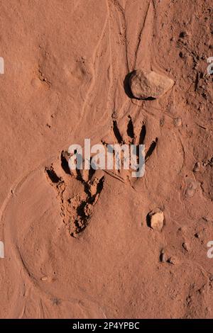 Raccoon prints in red clay mud in Sedona, Arizona Stock Photo - Alamy