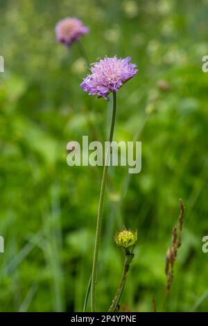 a beautiful pink violet field scabious (Knautia arvensis) growing wild ...