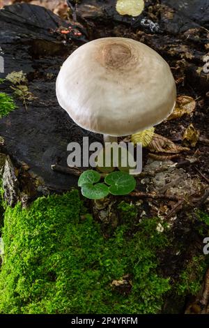 Volvariella gloiocephala is alsno known as big sheath mushroom, rose ...