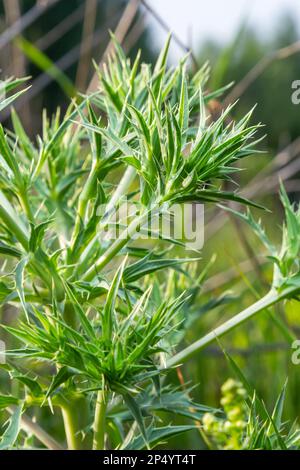 field eryngo or eryngium campestre. Cardo corredor. Plant member of the ...