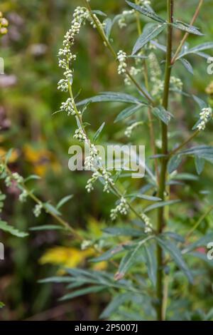 Artemisia vulgaris, known as common mugwort, riverside wormwood, elon ...