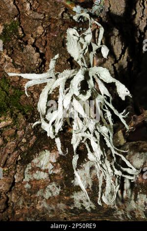 Cartilage lichen (Ramalina fraxinea) on a tree in the mountains ...