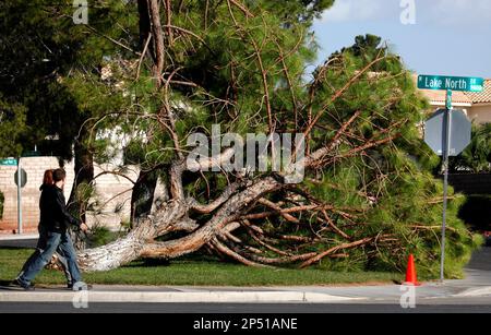 Pine tree blown over by wind due to stony soil not allowing roots to ...