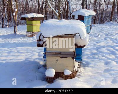 bee hives in the winter Stock Photo - Alamy