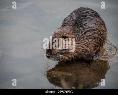 A river nutria is marching on the river bank Stock Photo - Alamy