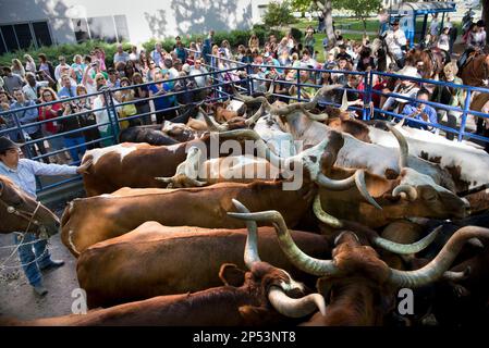 Texas longhorn cattle in corral on ranch Texas USA Stock Photo - Alamy