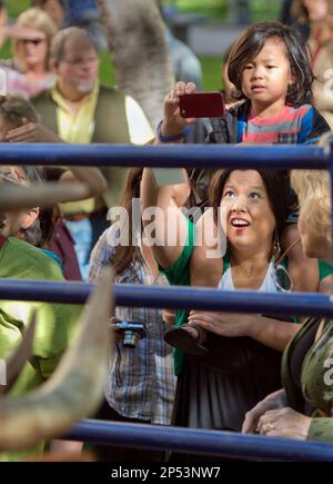 Texas longhorn cattle in corral on ranch Texas USA Stock Photo - Alamy