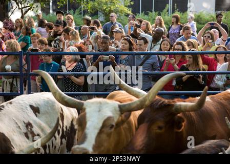 Texas longhorn cattle in corral on ranch Texas USA Stock Photo - Alamy