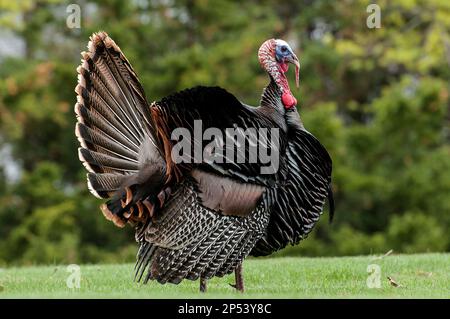 Male, or Tom Eastern turkey displays his feathers during spring mating ...