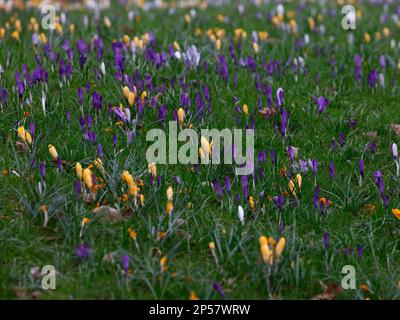 Winter flowers of crocuses seen flowering in the grass lawn Stock Photo ...