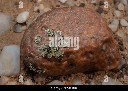 Epilithic Desert lichens, foliose lichens, Xanthoparmelia walteri ...