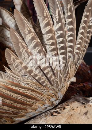 After the shoot Close ups of pheasant feathers rural England UK Stock ...