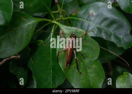 Auckland tree wētā or tokoriro, Hemideina thoracica, these tree weta ...