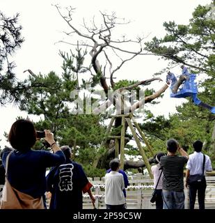 The Hagoromo-no-Matsu pine tree, estimated to be around 200 years old ...