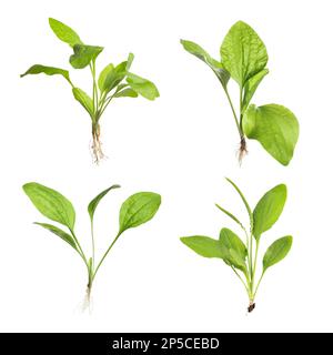 Set with fresh broadleaf plantain plants on white background. Banner ...