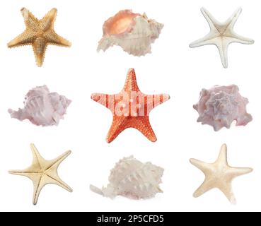 Collection of different beautiful sea stars and shells on white ...