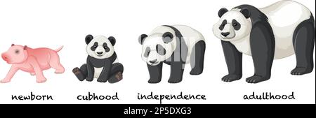 Panda life cycle infographic illustration Stock Vector Image & Art - Alamy