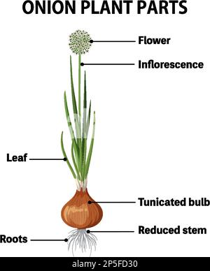 Diagram showing parts of onion illustration Stock Vector Image & Art ...