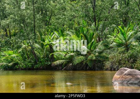 Jungle with a pond just behind the beach Anse Lazio on the Seychelles ...
