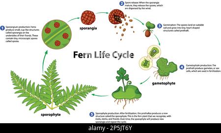 Life Cycle of a Fern Diagram Stock Vector Image & Art - Alamy